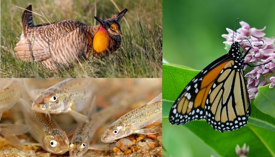 USFWS Updates Listing Plan for ESA