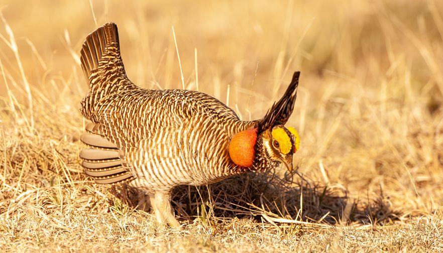 U.S. Fish and Wildlife Service Lists the Lesser Prairie-Chicken Under ...