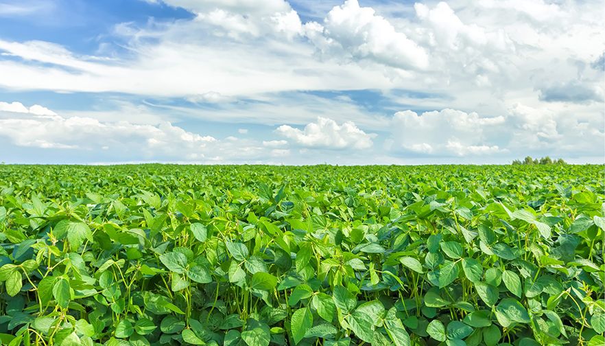 When do we market Kansas crops?