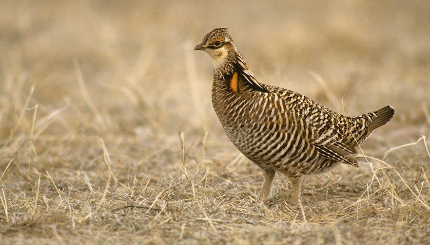 USDA unveils three-year conservation strategy for lesser prairie chicken